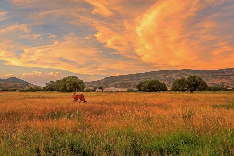 About Us - New Hope Ranch, Manor TX